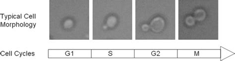 image processing and classification algorithm for yeast cell morphology