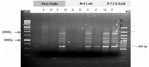 Pcr Amplification Showing Segregation Of Issr With Papaya Sex The Download Scientific Diagram