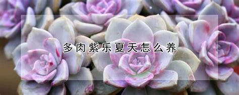 多肉紫乐夏天怎么养 发财农业网