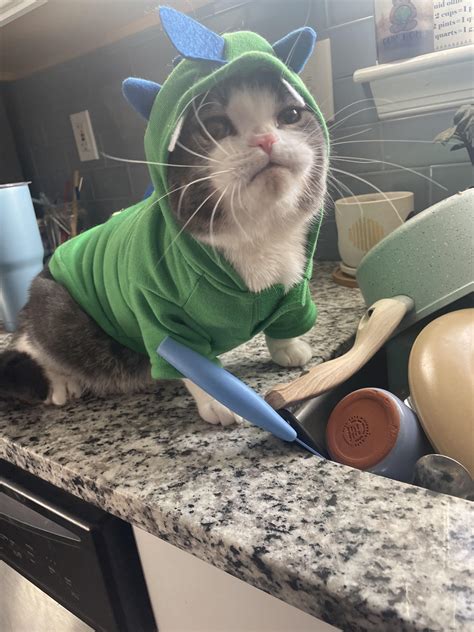 Hambone Is Ready For Halloween R Aww