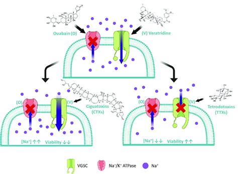 Schematic Representation Of The Effect Of Ciguatoxins Ctxs And