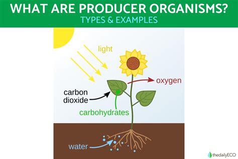 What Are Producer Organisms In Biology With Examples Of Autotrophs