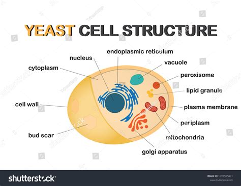 Yeast Structure Diagram Microbiology Lecture Stock Vector Royalty Free 1692595891 Shutterstock
