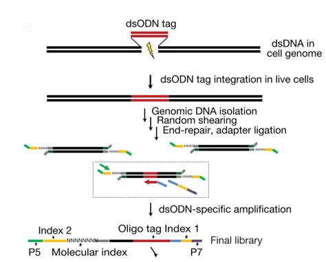 GUIDE seq上海达澈生物科技有限公司