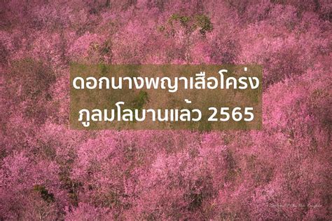 ดอกนางพญาเสือโคร่งที่ภูลมโลบานแล้ว 2565 หลงทางไปเที่ยว