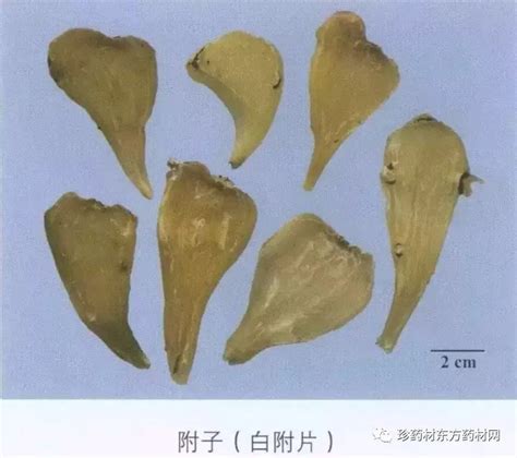 乌附子 附子乌头 附子 大山谷图库