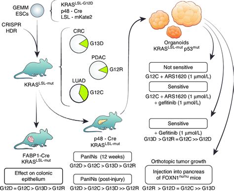 Evaluating The Mutation Specific Functions Of Kras Using Genetically
