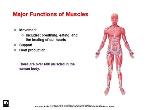 Exercise Science Section 3 The Muscular System An