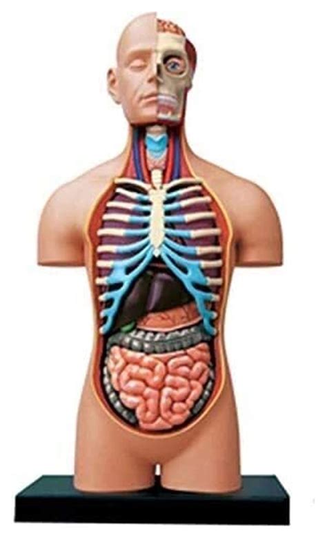 Buy Human Organ Model Human Torso Model38cm Half Open Human Internal