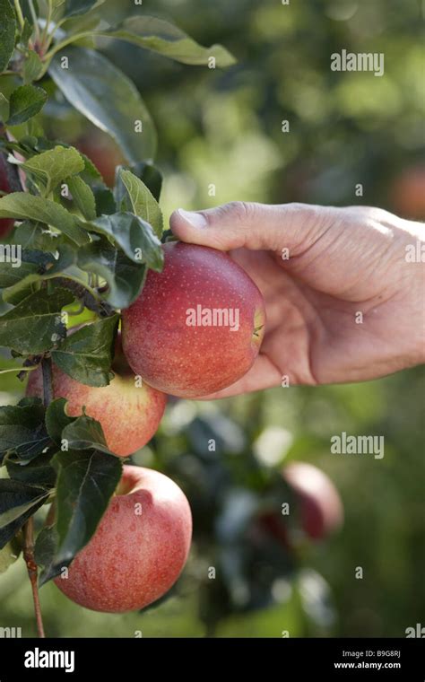 Mans Hand Apple Tree Apple Picks Tree Apples Man Hand Fruit Fruit Pome