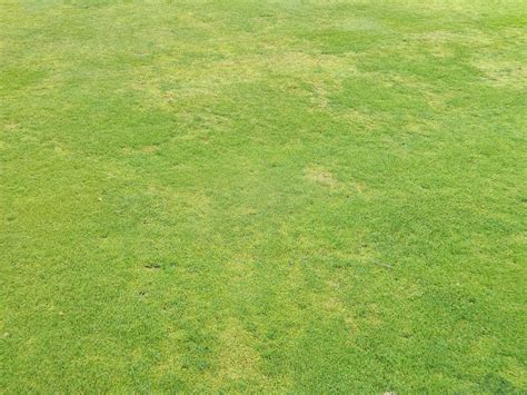 Lgcc Golf Maintenance Poa Annua Summer Time Stress