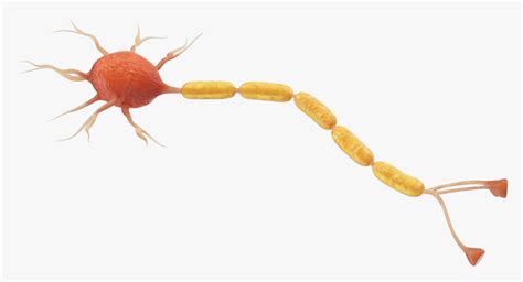 3d Model Neuron Nerve Cell Anatomy 3d Molier International