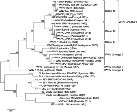 Maximum Parsimony Tree Based On The Alignment Of Complete Genomes Of