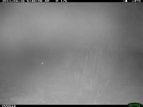 Wildlife Night Object Detection Model By Wildlife Night Dataset