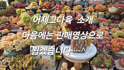 한눈에 어제그다육 소개다육생활 반려식물다육 다육키핑다육 Youtube