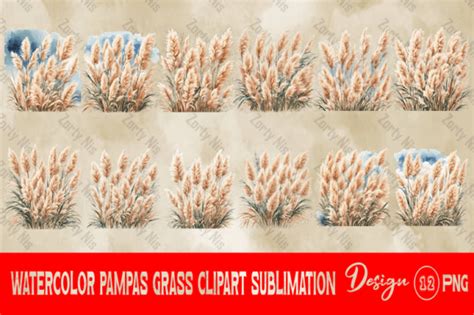 Watercolor Pampas Grass Clipart Sublimat Graphic By Proti31 · Creative Fabrica