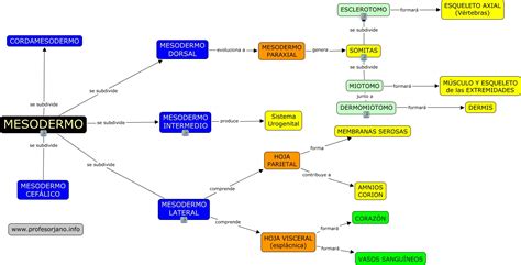 EvoluciÓn Mesodermo