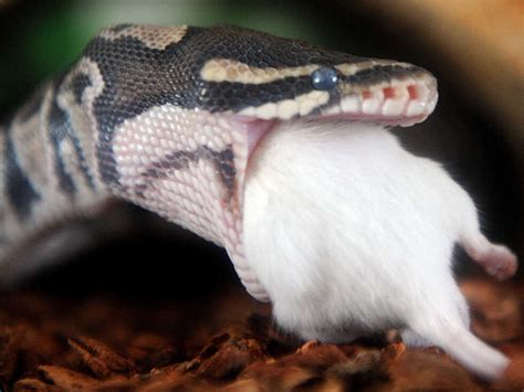 Eating Your Way To A Healthy Heart If Youre A Python The Salt Npr