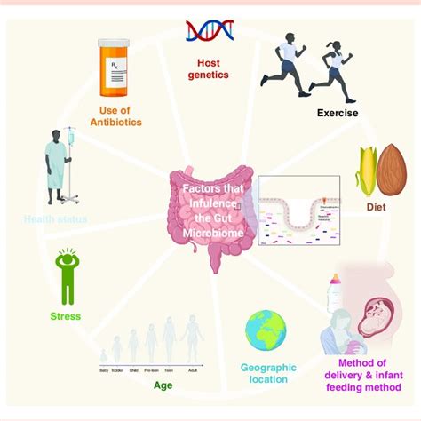 Factors Known To Influence The Gut Microbiome Composition Download