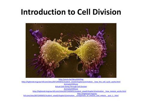 Cell Cycle Mitosis Animation