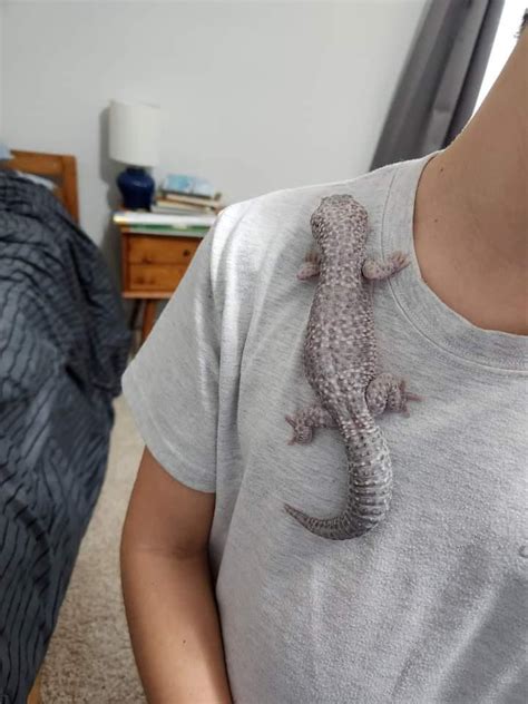 Does Anybody Know The Morph Of This Gal Not Mine Found On Fb R