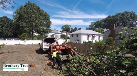 Tree Removal Brothers Tree Services Landscaping