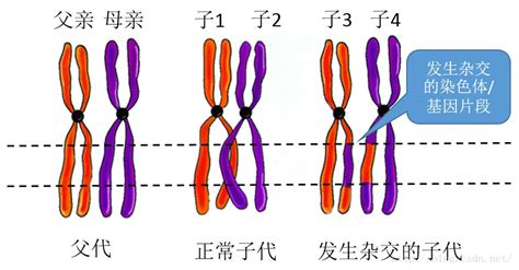 使用遗传算法实现迷宫游戏genetic Maze遗传算法走迷宫 Csdn博客