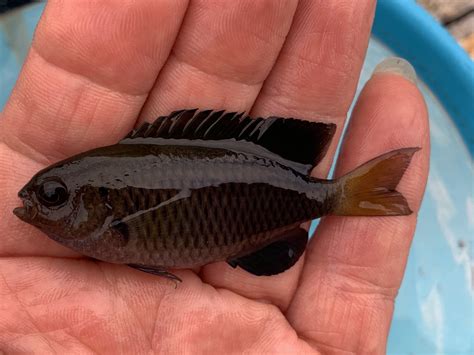 ソラスズメダイ 2021 11 14 WEB魚図鑑