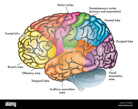 Color Coded Parts Of The Brain At Bryan Hanes Blog