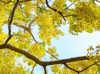 Best Trees To Plant In Arizona S Hot Climate Best Trees To Plant In Arizona S Hot Climate