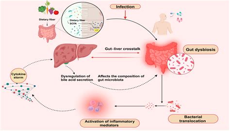 Gut Microbiota And Liver Dysfunction In Sepsis The Role Of