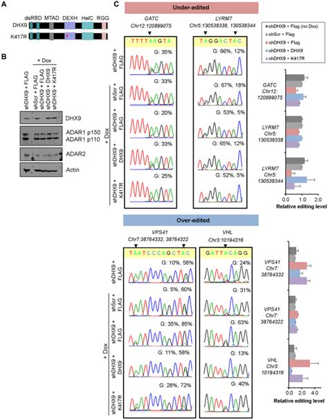 Bidirectional Regulation Of Adenosine To Inosine A To I Rna Editing By Deah Box Helicase 9