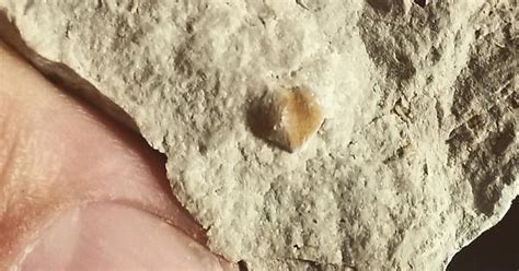 Small Bivalve Fossils Found At Mazonia Park Il Album On Imgur