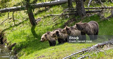 The Grizzly Bear Also Known As The North American Brown Bear Or Simply