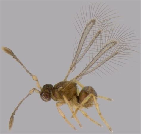 Hymenoptera Families Flashcards Quizlet
