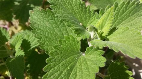 Does Catnip Repel Or Kill Roaches Catnip For Roaches Does Catnip Repel Or Kill Roaches Catnip For Roaches
