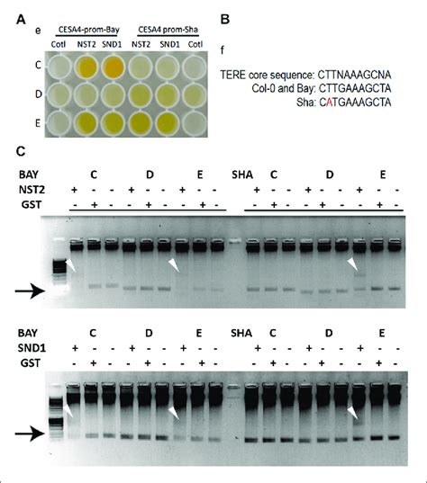 yeast one hybrid and protein dna interactions within cesa4 promoter