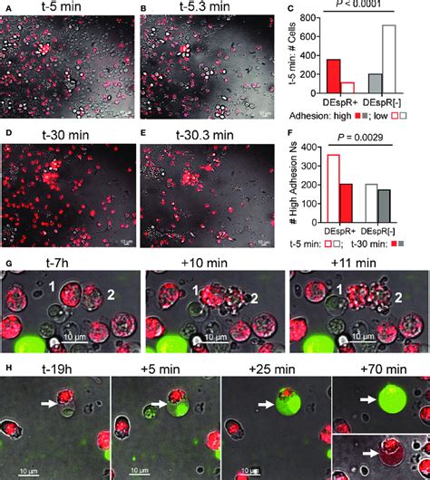Analysis Of Neutrophil Adhesion During Live Cell Imaging A