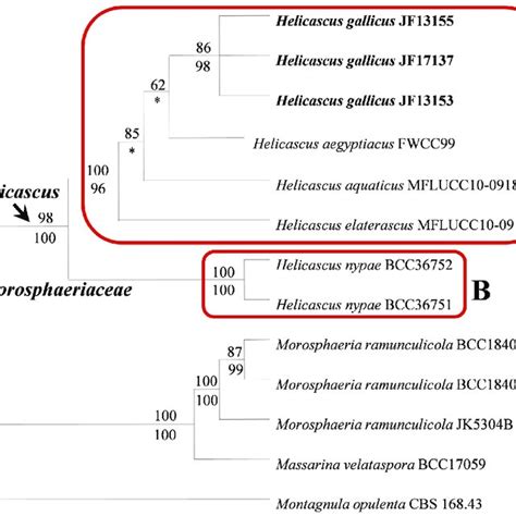 maximum parsimony mp tree generated from sequence analysis of the