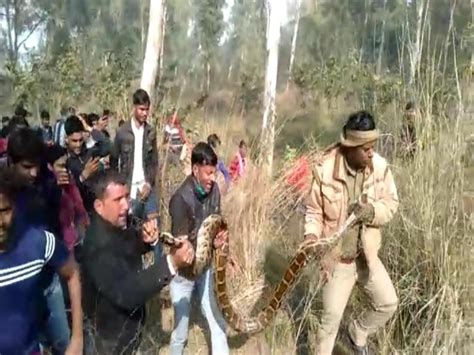 12 Foot Tall Dangerous Python Caught After Rescue Operation From Jcb