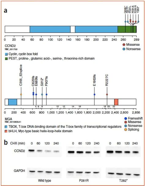 The Genomic Landscape Of Core Binding Factor Acute Myeloid Leukemias Ematologia In Progress