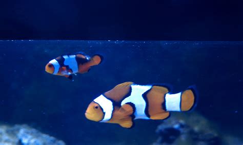 Some Sort Of Fin Problem Pest And Disease Treatments Nano Reef Community