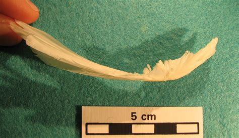 Coho Salmon Parasphenoid Lateral