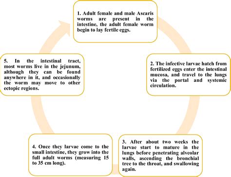 Figure 1 From Unusual Presentation Of Pleural Space Ascariasis Infection From Eastern Sudan A