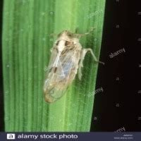 Pest Object Detection Dataset And Pre Trained Model By Aryan Serasinghe