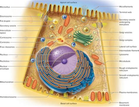 Chapter 3 Cellular Form And Function Flashcards Quizlet