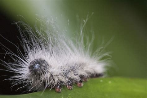Catepillar Datana Integerrima Bugguide Net