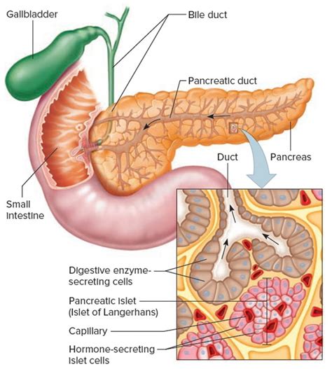 Pancreas Location Anatomy And Function In Digestion