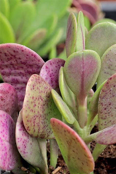 Senecio Trailing Jade
