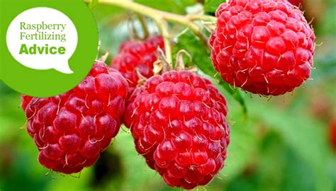 How To Fertilize And Water Raspberry Bush Plants Wilson Bros Gardens